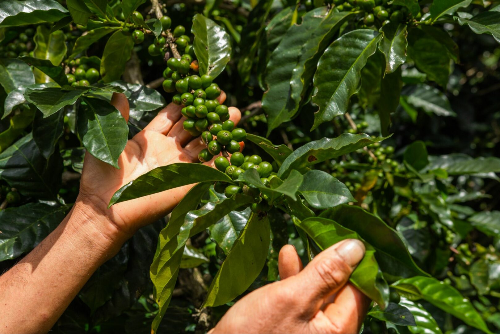 Café Correcto - Practical Action en América Latina : Practical Action ...