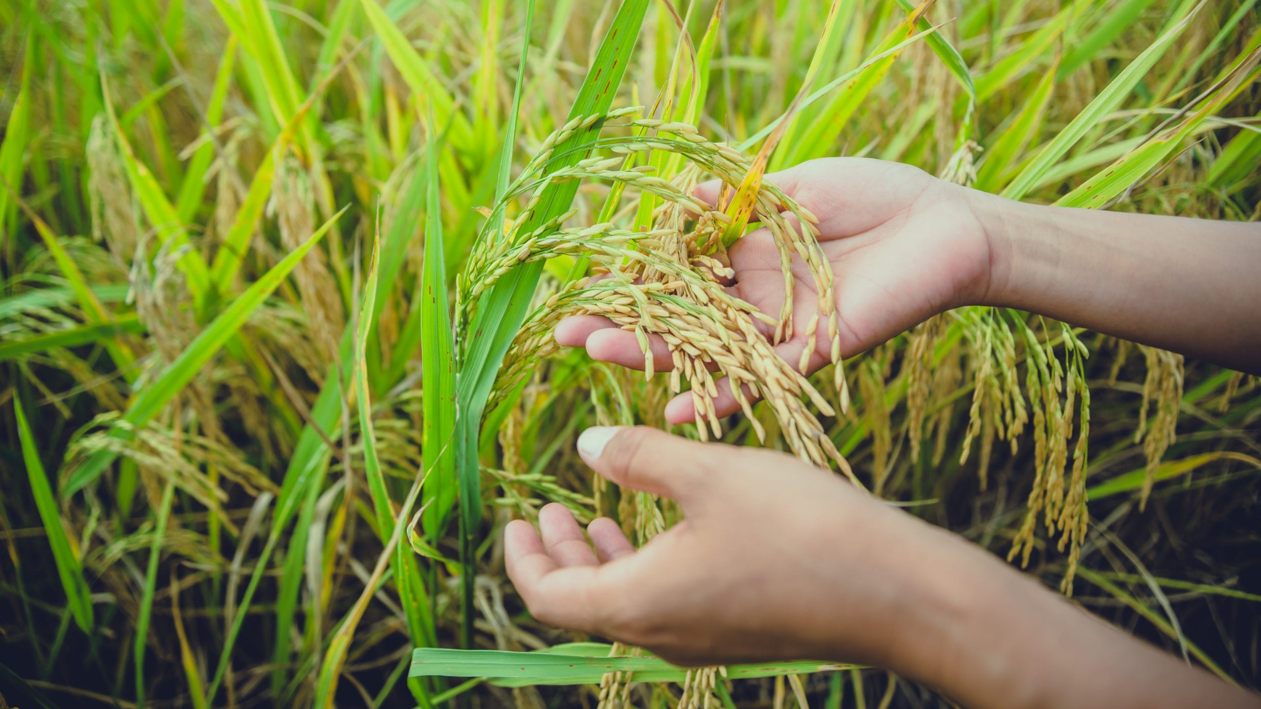 Producción de arroz en el Perú: una oportunidad de desarrollo ...