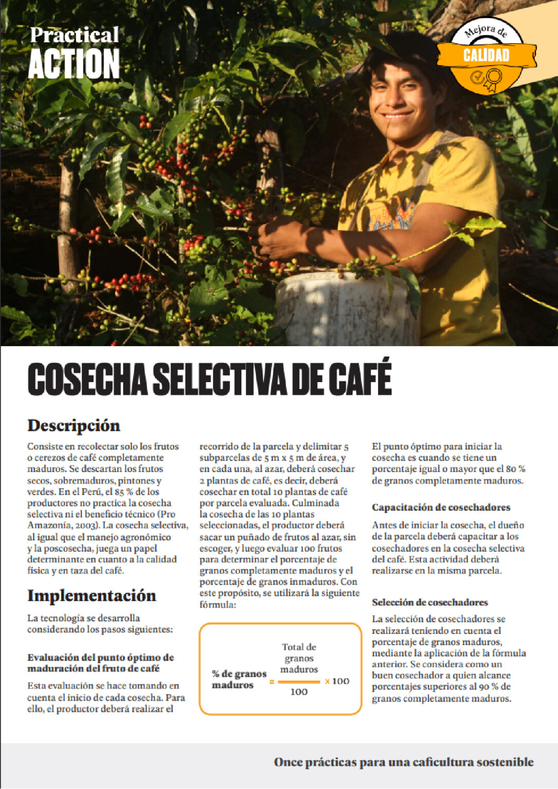 Cosecha selectiva de café - Practical Action en América Latina ...